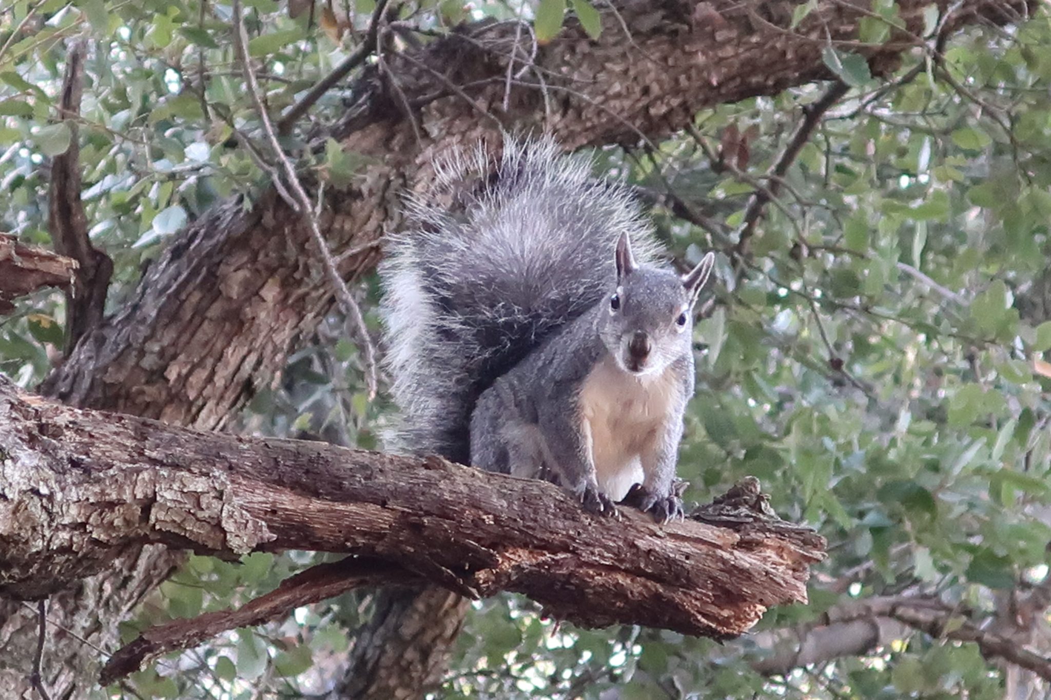 Canyon Cartography – Hand drawn hiking maps of Chantry Flats and Wrightwood